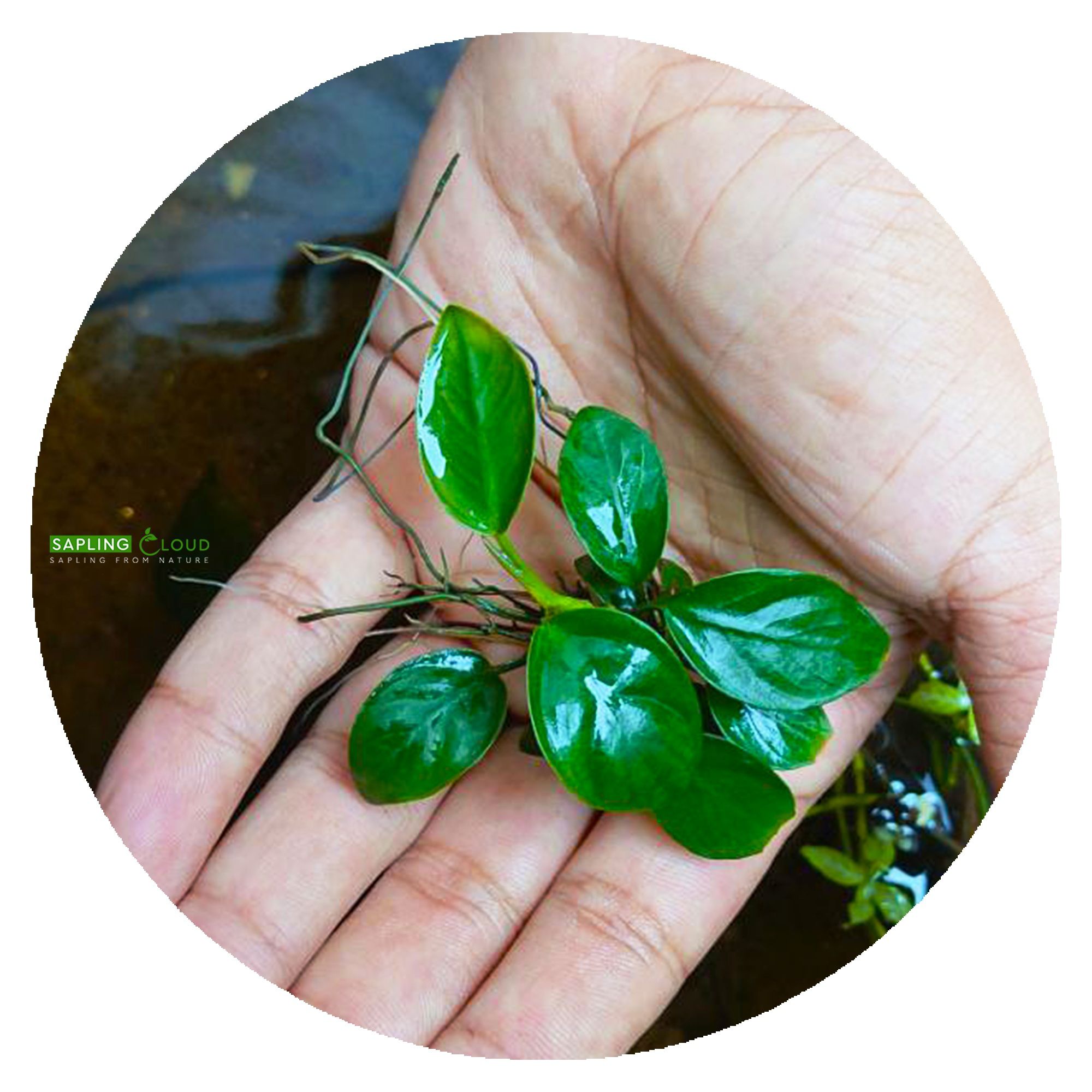 Anubias nana High-quality Live Aqua plants from sapling cloud Medium size Decoration ...