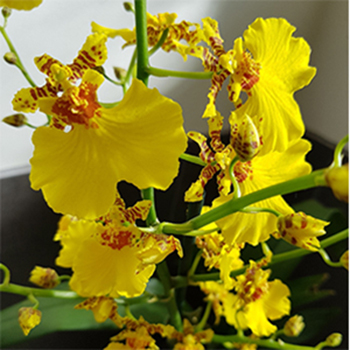 Oncidium/ Dancing Lady/ Kandy dancer Orchid plant with Black pot | Daraz.lk