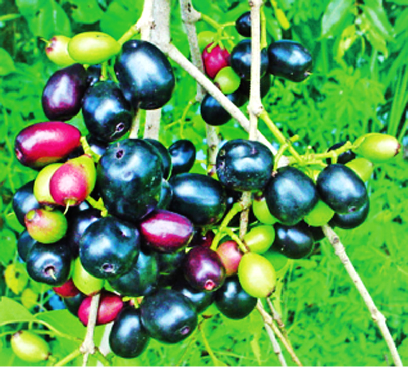 Maa dan Plant (baddha) | Daraz.lk