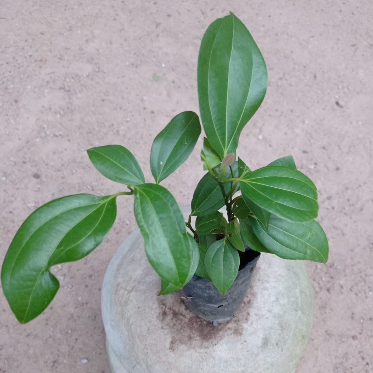 Kurudu plant, cinnamon plant | Daraz.lk