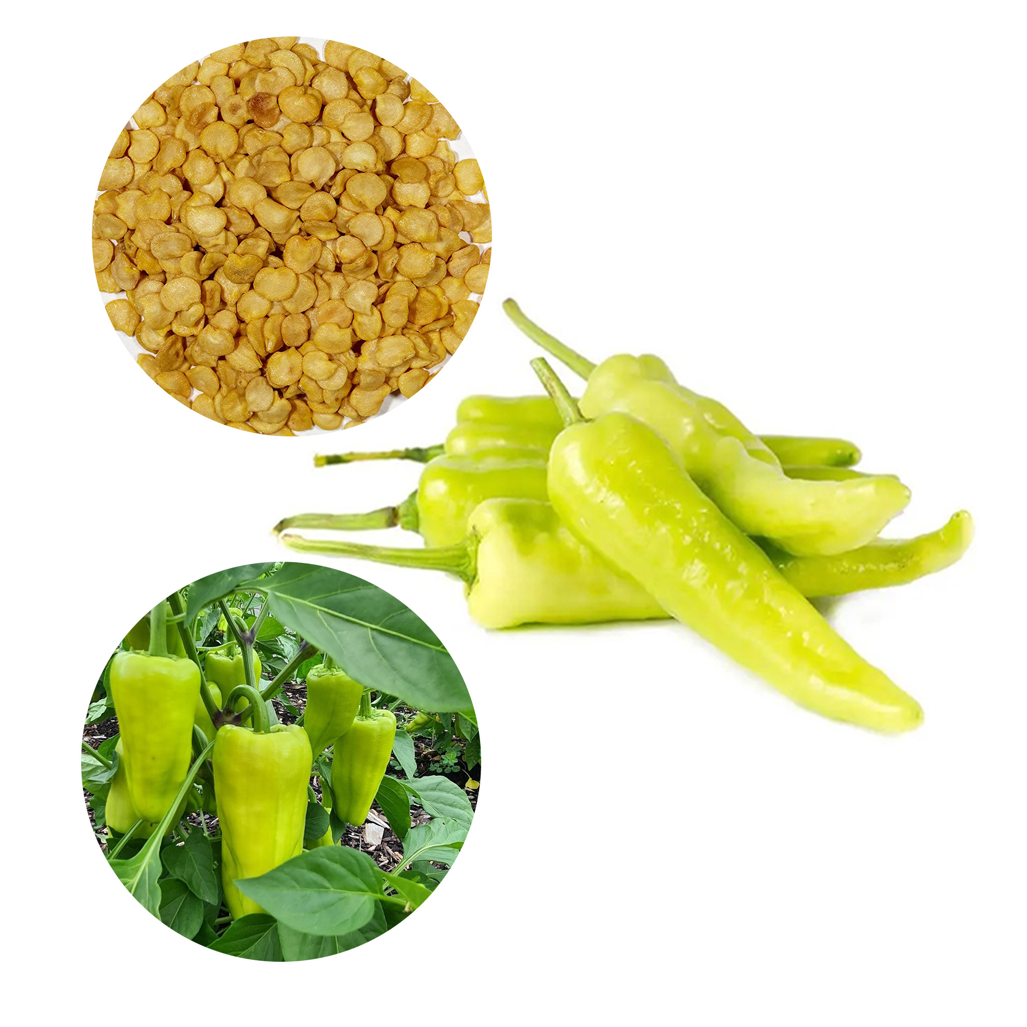 Capsicum CA8 Banana Pepper Malu Miris Beeja 50 Seeds Pack | Daraz.lk