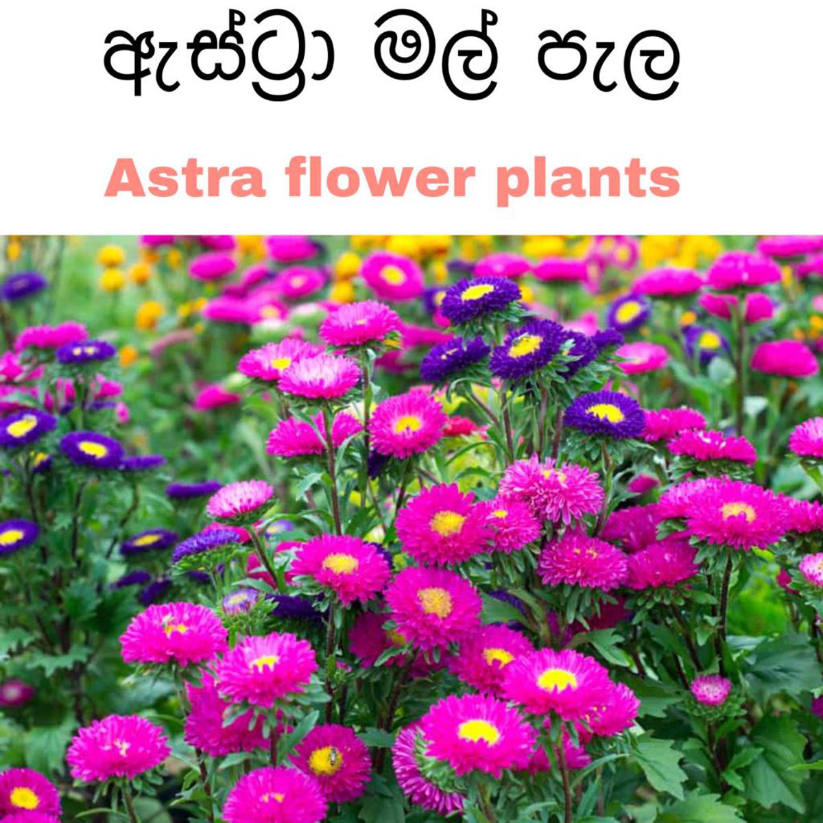 Aster Flower Information In Kannada | Best Flower Site