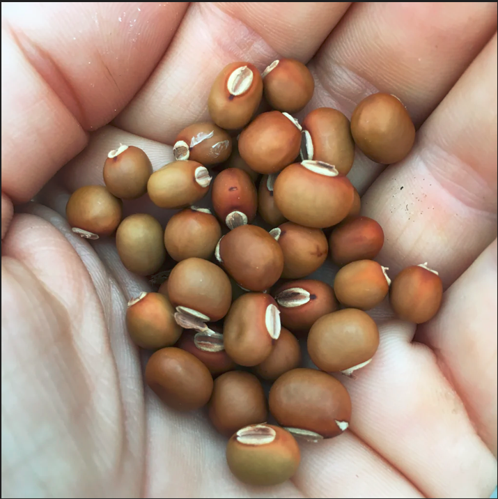 Winged bean ( dambala) Seeds/ 20seeds pack | Daraz.lk