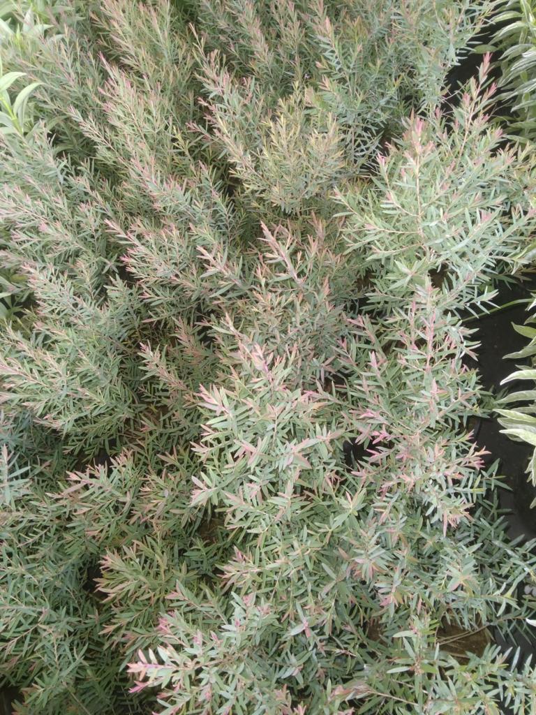 Red Dewadara Plant | Daraz.lk