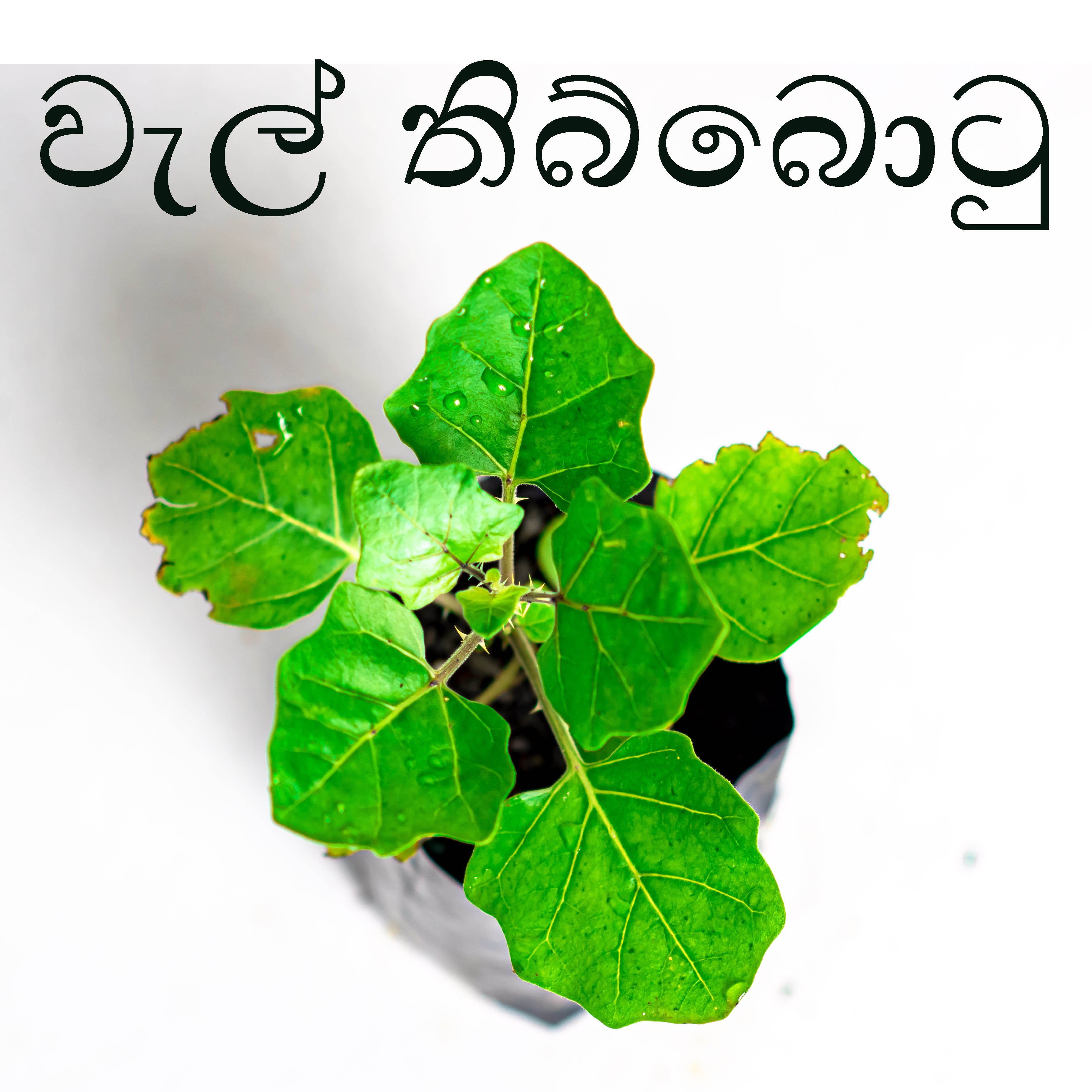 Wel thibbatu වැල් තිබ්බටු plant | Daraz.lk