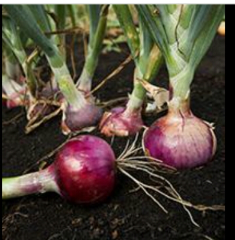 Loku Loonu / B Loonu (Big Onion) Seeds | Daraz.lk