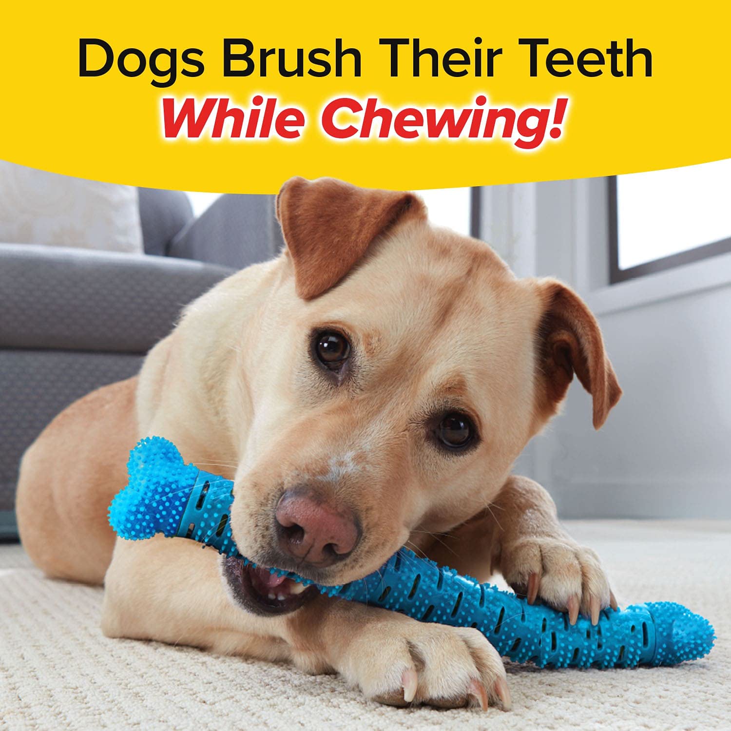 Chewbrush ™ Clean your dog's teeth Dog cbgd Teeth Cleaning Self ...