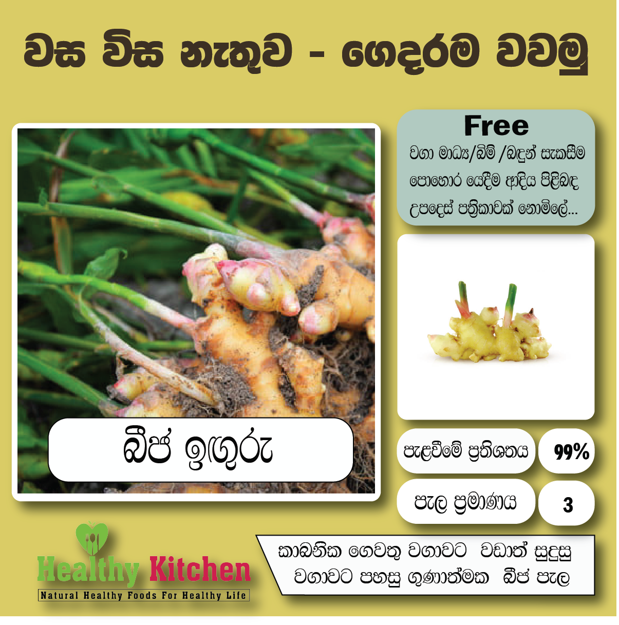 Inguru pela / Ginger plant /ඉඟුරු පැළ/ බීජ ඉඟුරු | Daraz.lk
