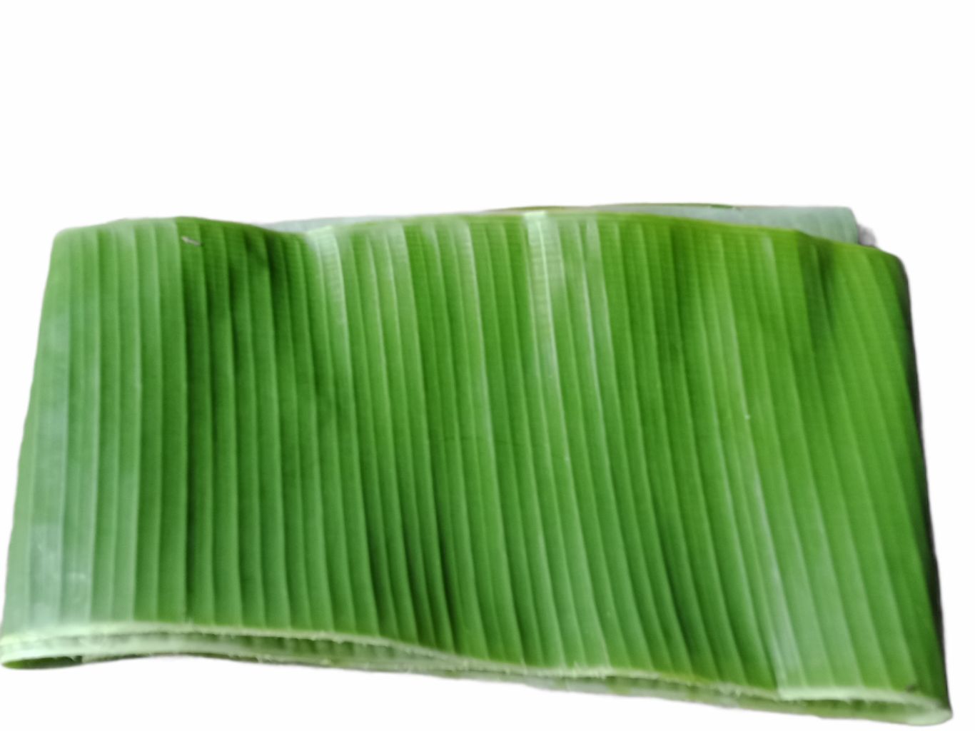 Banana Leaf | Daraz.lk: Buy Online at Best Prices in Srilanka | Daraz.lk