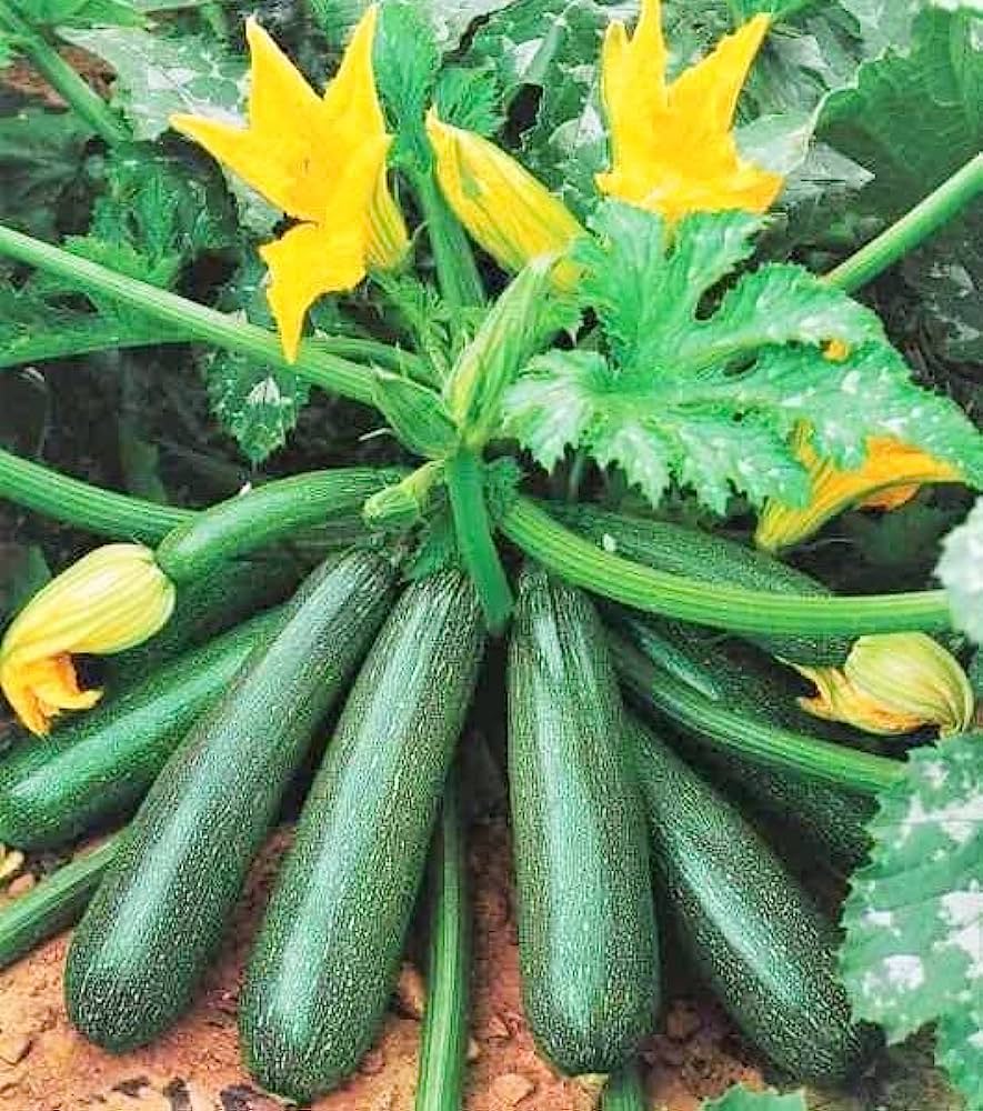 F1 Hybrid Zucchini Summer Squash Jewel Seeds 10g Home Gardening ...