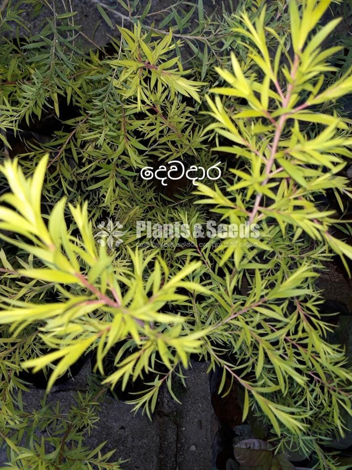 Devadara Plant ( දේවදාර පැල ) | Daraz.lk