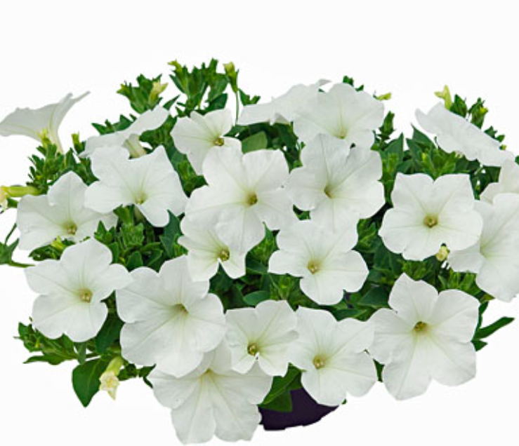 Petunia Snow Ball seeds Flower seeds white | Daraz.lk