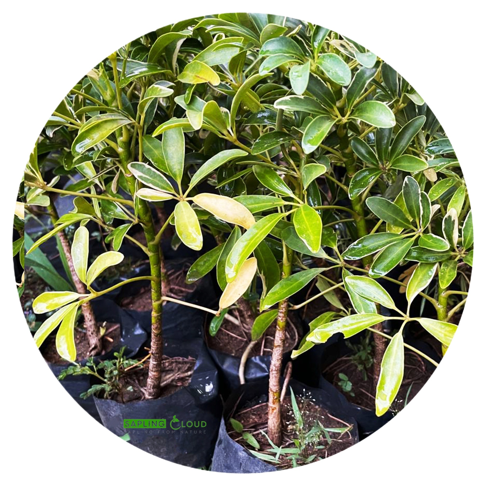 High Quality Natural Variegated Arboricola Plants from Sapling Cloud Natural Indoor Plant | Daraz.lk