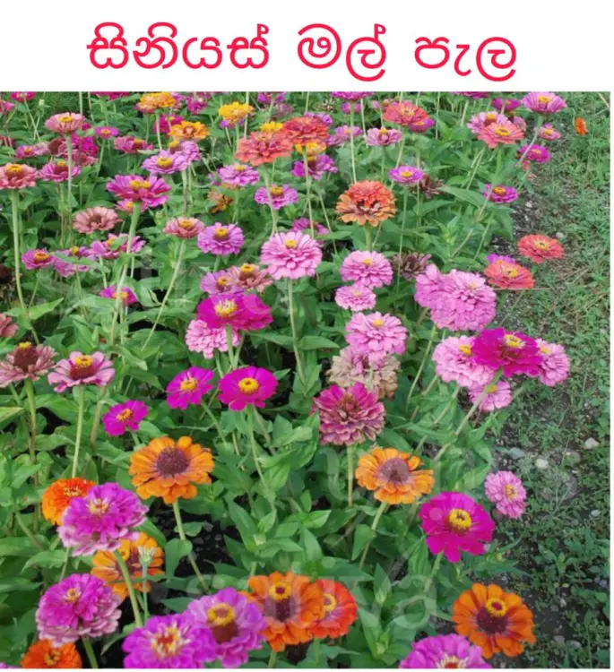 Flowers Grow In Sri Lanka | Best Flower Site