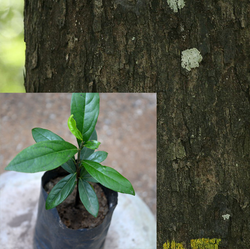 Kaluwara plant. (Ceylon ebony )-rare plants | Daraz.lk