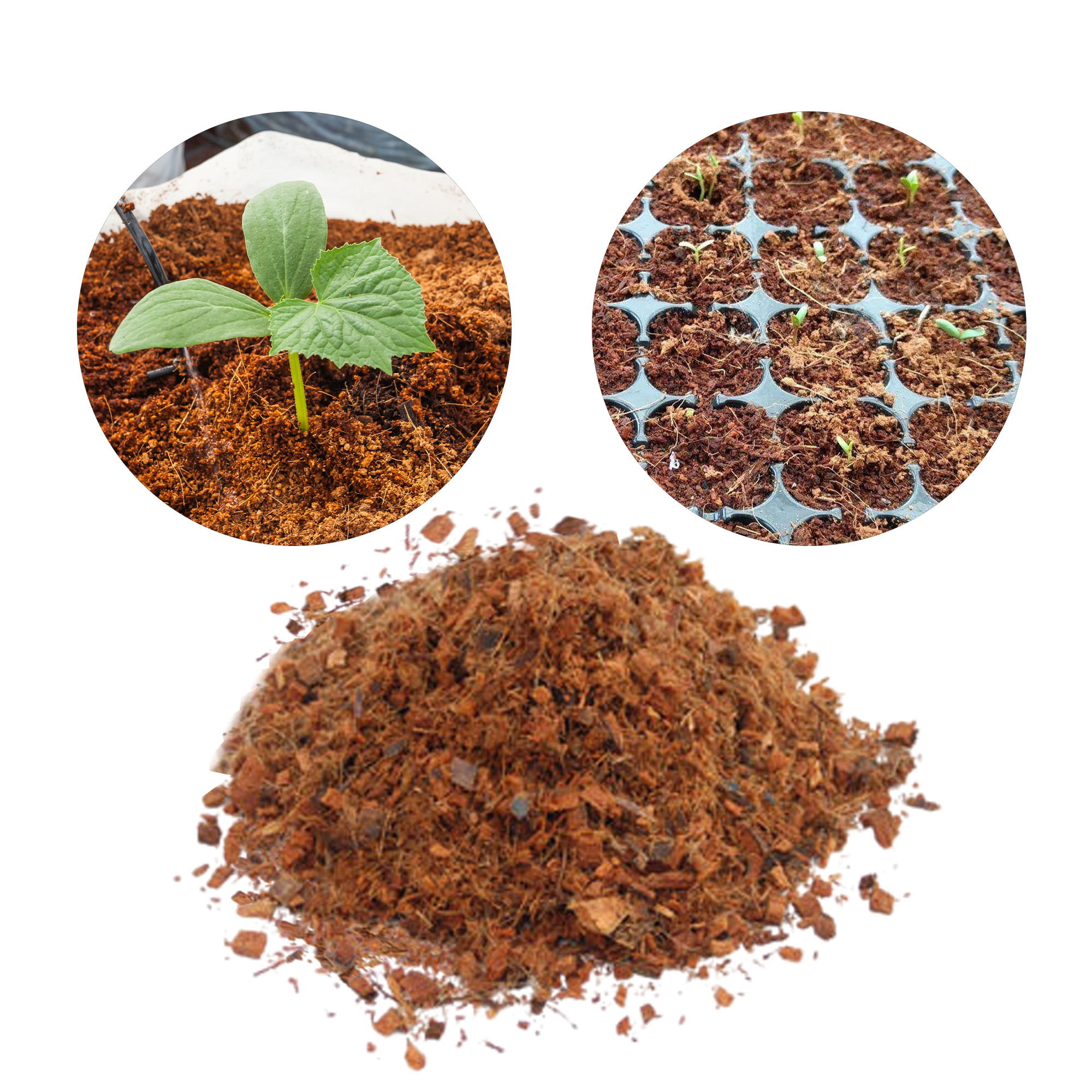 Coco Peat Sterilizing Fertilizer පිරිසිදු කරනලද කොහුබත් 5kg | Daraz.lk