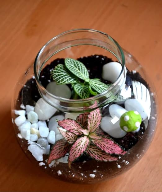 Color Aquarium Supplies 2L Glass Fish Bowl 4 Inch Rust Resistant (Up to ...