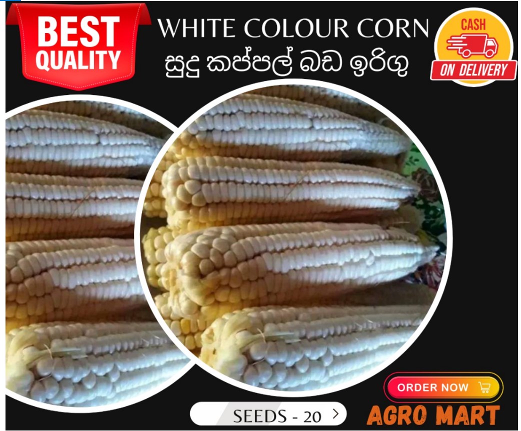 White colour corn seeds-20 | Daraz.lk