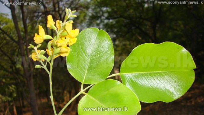 Rath Handun Plant ( රත් හඳුන් පැළ ) | Daraz.lk