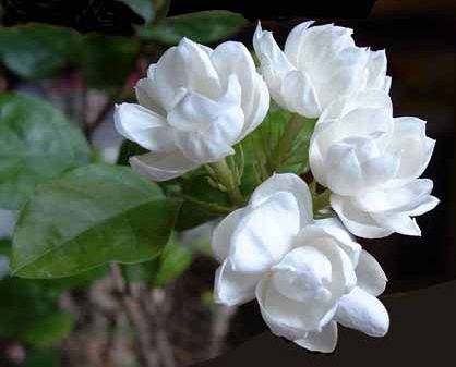 Rosa Pichcha Flower Plant | Daraz.lk