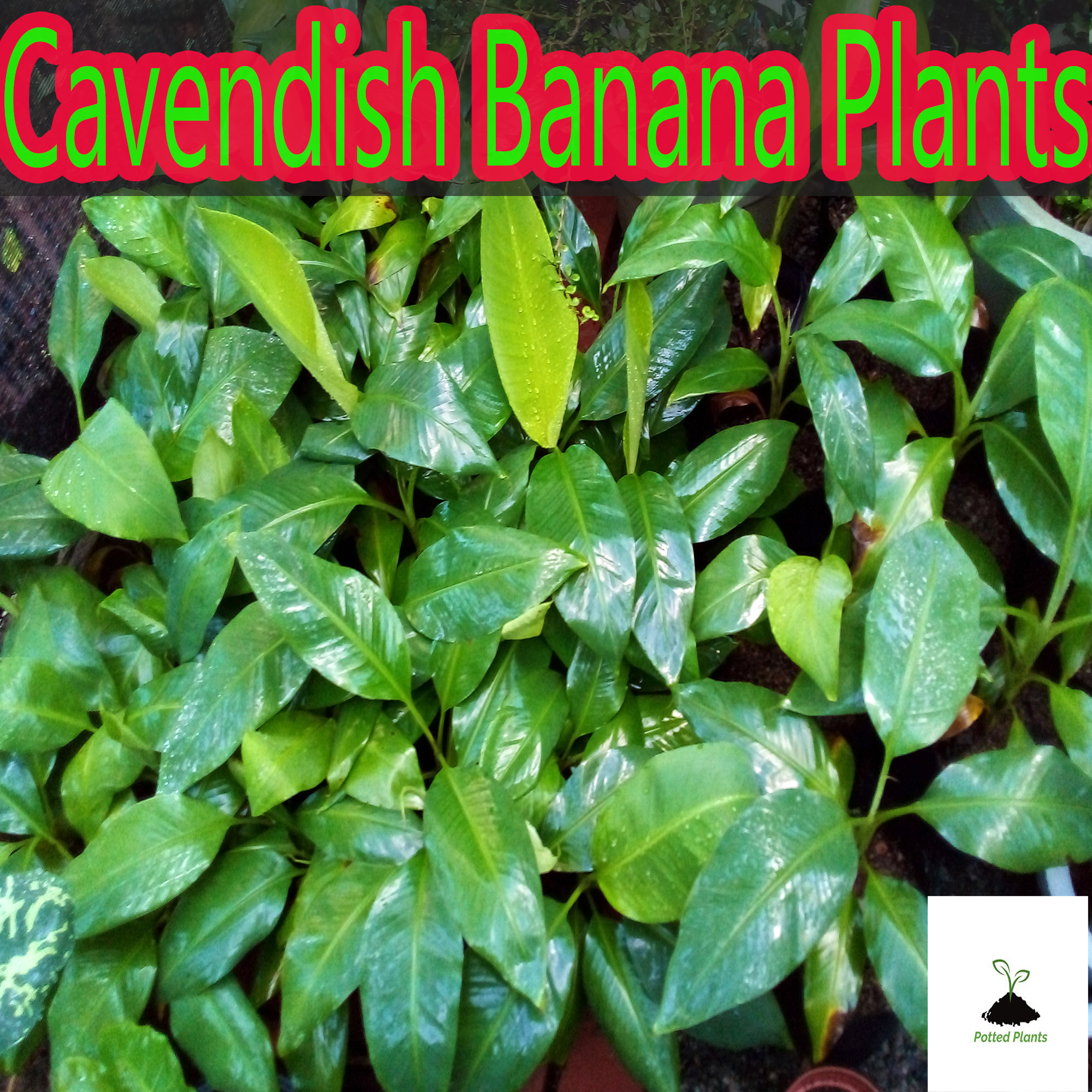 Cavendish Banana Plants | Daraz.lk