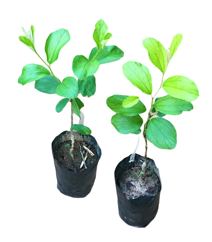 Ziziphus mauritiana (Apple Masan) Plant | Daraz.lk