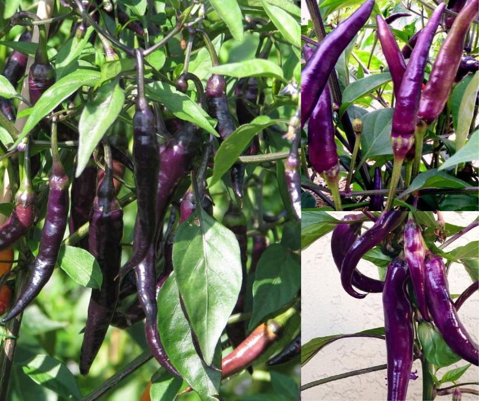 දම් කෝටු මිරිස් බීජ - Purple Naga Jolokia Chili Seeds - 20 Seeds - 95% ...