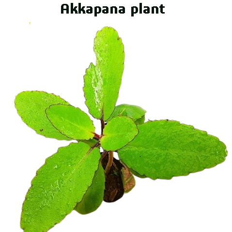 Akkapana rare medical plant (අක්කපාන) | Daraz.lk