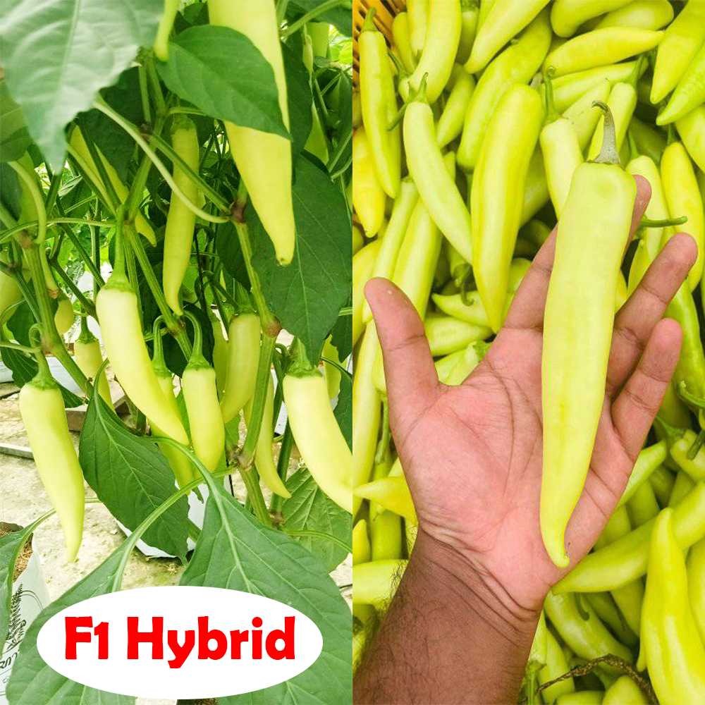 Capsicum Hybrid F1 Long Banana Pepper Chilli Seeds Malu Miris beeja ...