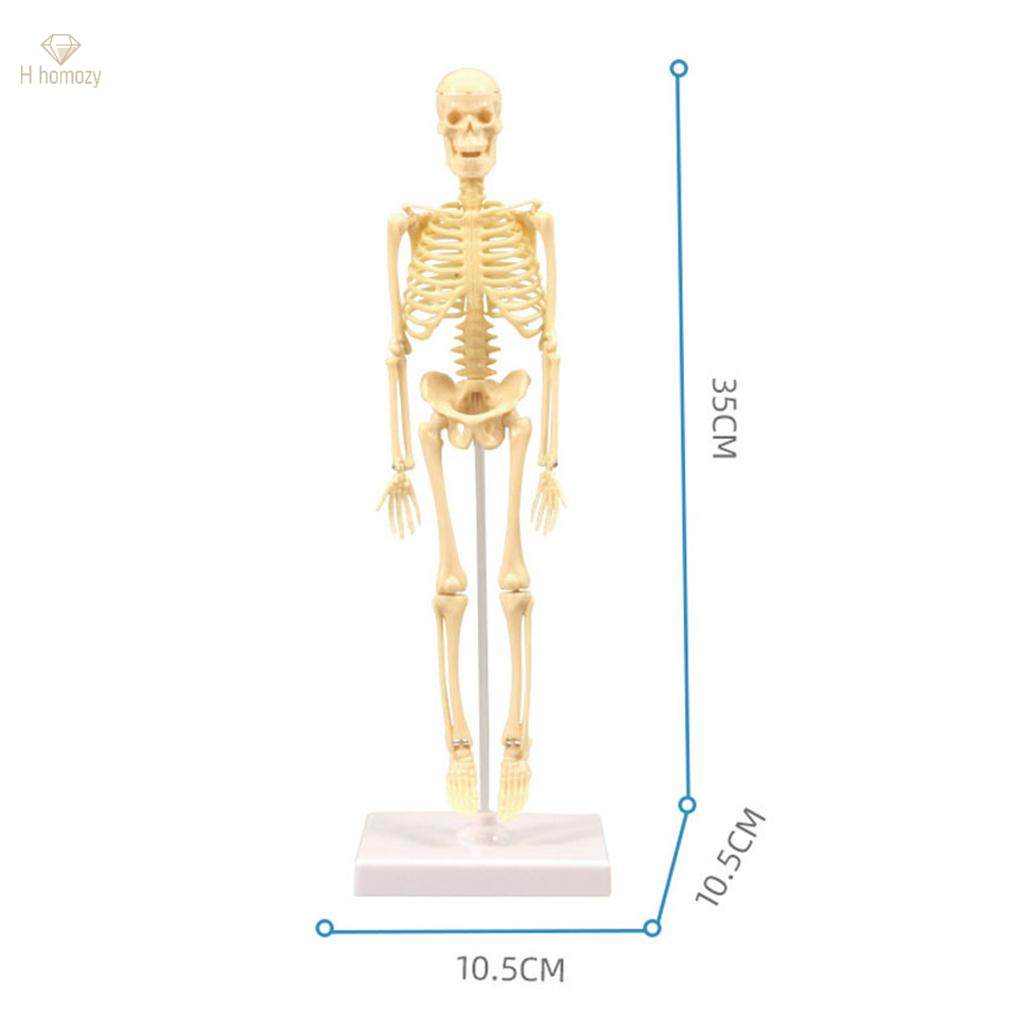 Human Body Model, Science Classroom Demonstration Learning Tools ...