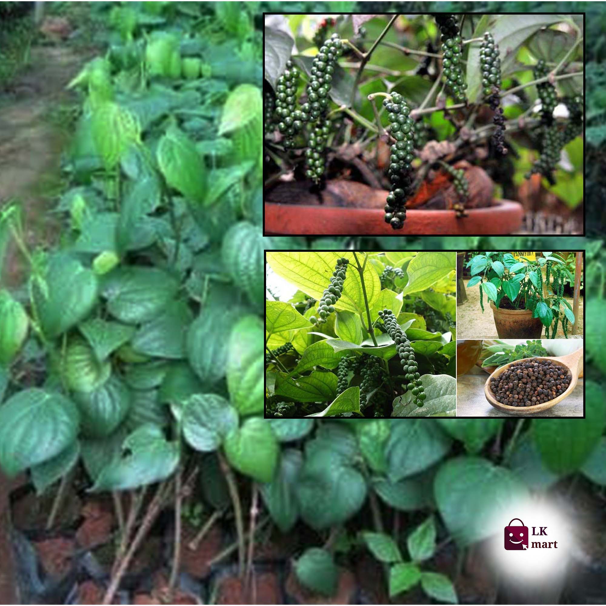 Natural Pepper Plant (පඳුරු ගම්මිරිස් පැළ) For your Indore Garden ...