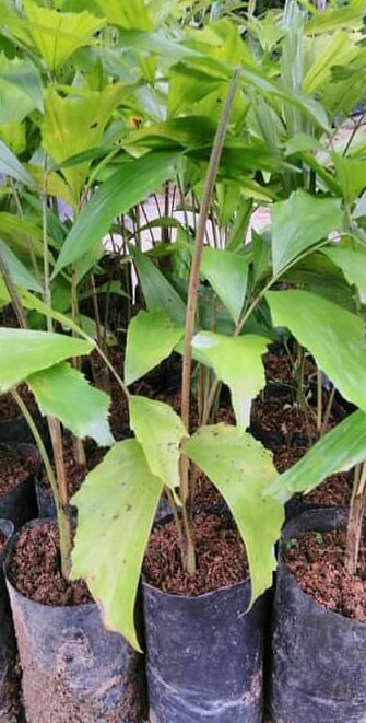 kithul plant 1 potted කිතුල් පැළ | Daraz.lk