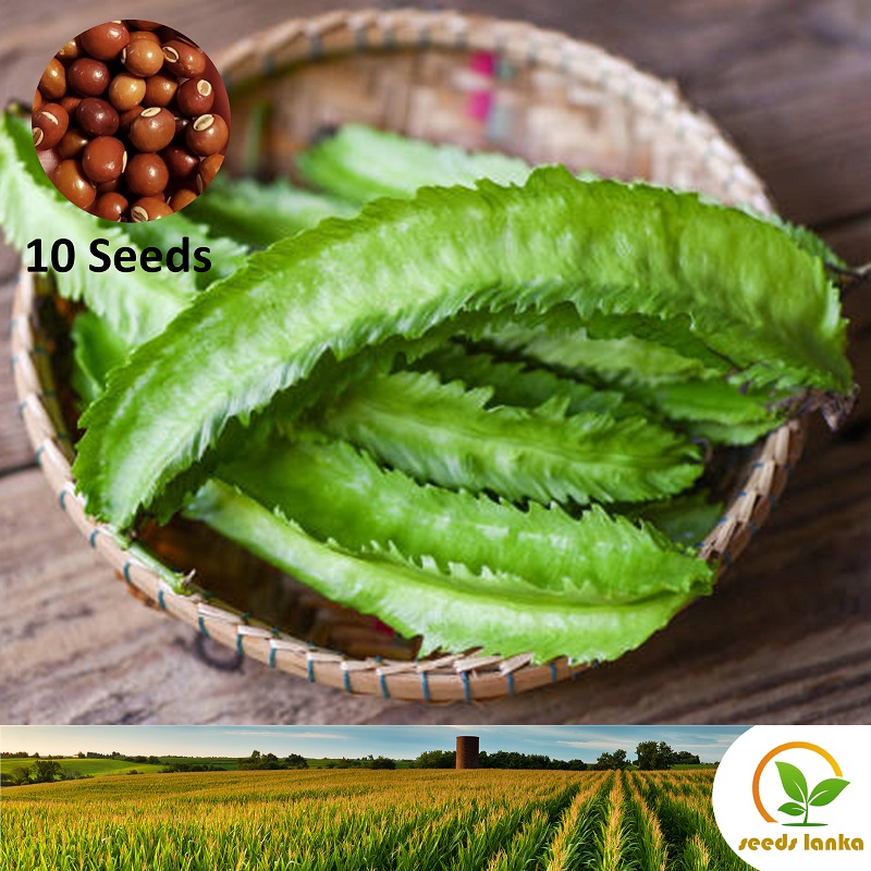 දඹල Winged Bean 10 Seeds for Natural Organic Farming Vegetable, Fruit ...