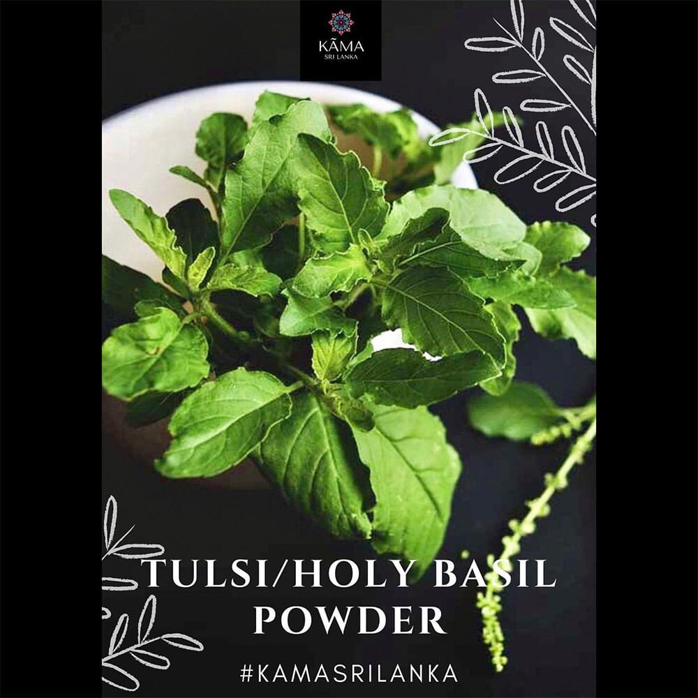 Kama Thulsi Powder / Holy Basil Powder - 50G | Daraz.lk