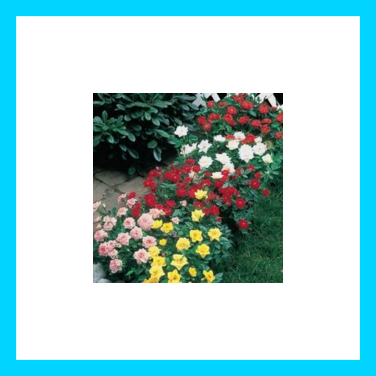 Natural Rose flower plants, | Daraz.lk