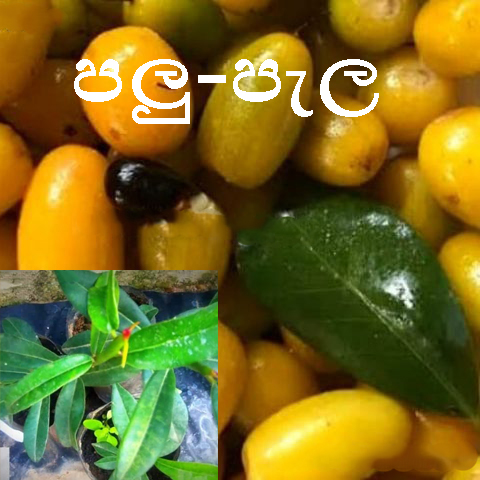 palu fruit plant | Daraz.lk: Buy Online at Best Prices in Srilanka ...