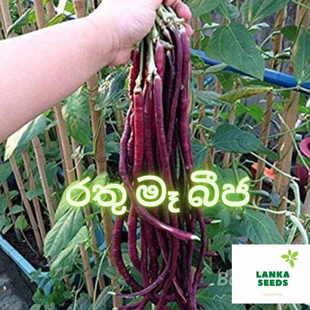 Red long beans seeds pack for home garden | Daraz.lk