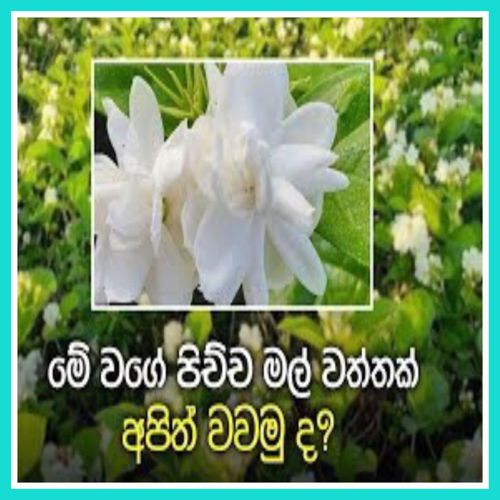 Flower Plantation In Sri Lanka Sinhala | Best Flower Site
