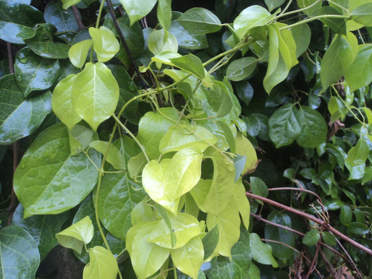 Balal pahuru plant | Daraz.lk