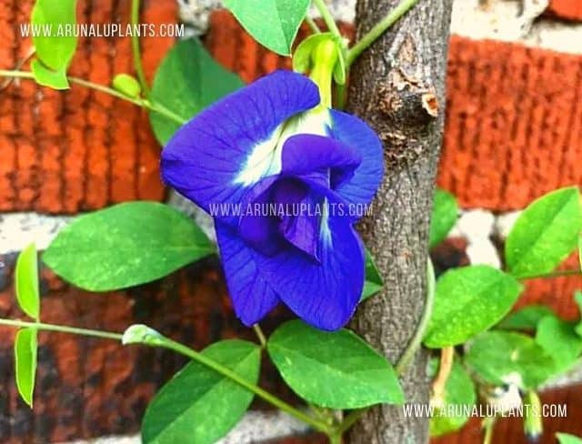 Nil katarolu visesha / Blue clitoria special flower seeds | Daraz.lk